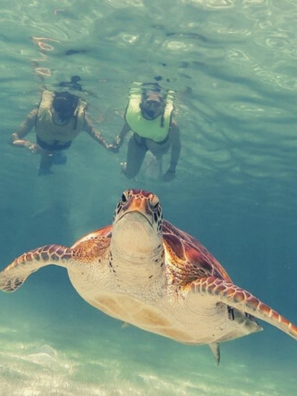 🐚 Turtle Watching | Vacation in Tulum Luxury Vacation Rentals